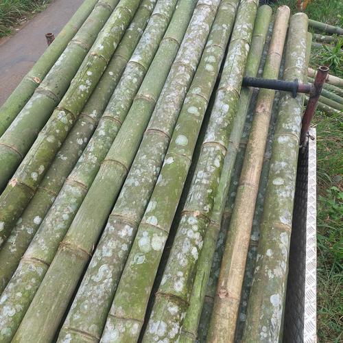 Jual Bambu Petung Bahan Layangan Utuh Bulat Tua Diameter 10-15cm 1-3 ...