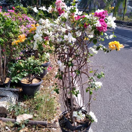 Jual tanaman bugenfil 3 warna - Jakarta Utara - BARICLY GARDEN | Tokopedia