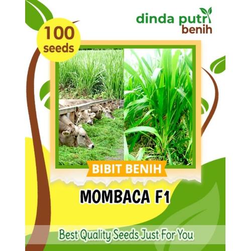 Jual Benih Rumput mombaca F1 bibit pakan ternak super / biji rumput ...