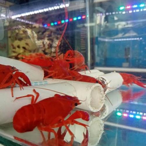 Jual lobster merah hias air tawar - Kota Depok - TETRA GENG AQUATIC ...