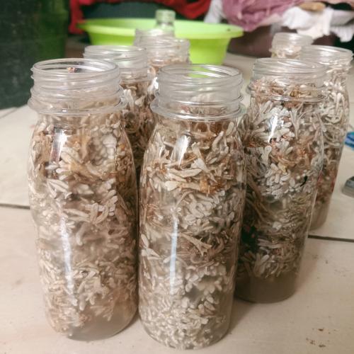 Jual biang jamur jakaba 100ml #pupuk organic untuk semua tanaman - Kab ...