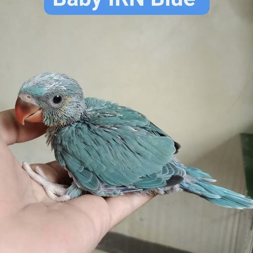 Jual IRN Blue Baby / Indian Ring Neck Blue Anakan - Jakarta Selatan ...