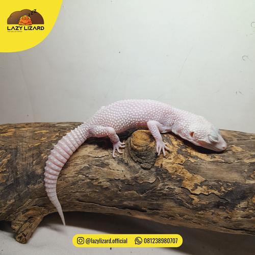 Jual Diablo Blanco Leopard Gecko (Blizzard Tremper Eclipse) SSDB MSDB ...