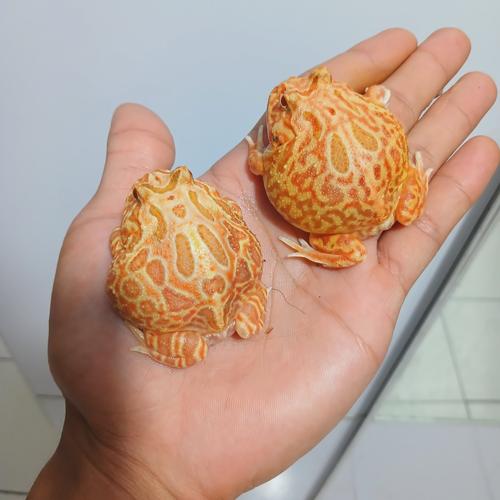 Jual PACMAN FROG/KODOK AMERIKA TIDAK BERACUN AMAN DI PELIHARA/UNTUK ...