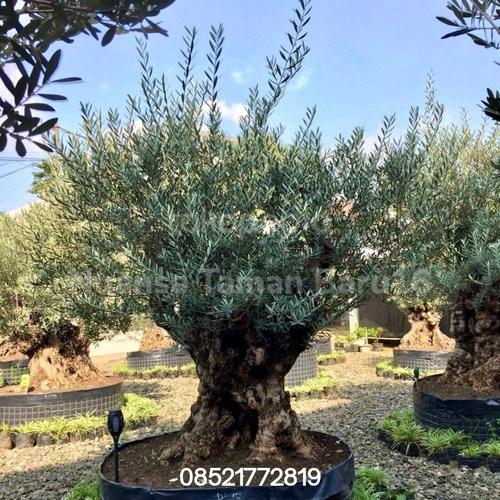 Jual pohon zaitun ukuran besar - Kab. Bogor - Nuansa Taman Baru16 ...