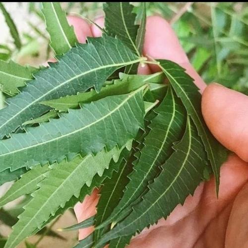 Jual Daun mimba segar,daun intaran,daun imbo,daun herbal organik ...