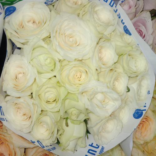 Jual bunga mawar fresh rose putih semy holland isi 20 tangkai - Jakarta ...