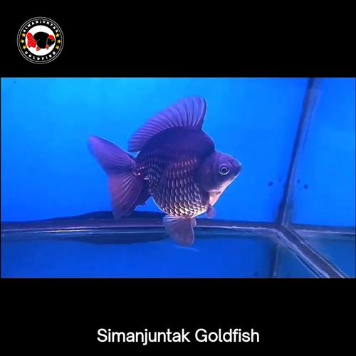 Jual ryukin ikan mas koki ryukin black green / ikan mas koki ryukin ...