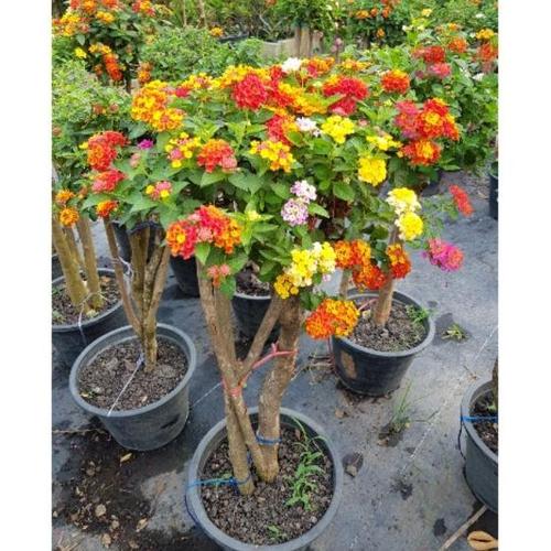 Jual biji benih bunga bonsai lantana camara / 20 biji - Kota Surabaya ...