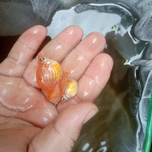 Jual ikan hias molly balon Sunkist size induk/ikan hias aquascape/ika ...