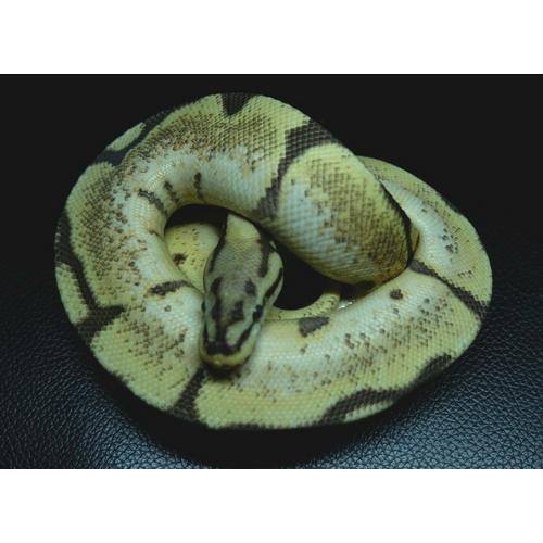 Jual Ular Ball Python Male Vanilla Spider Poss Orange Dream MDS002 ...