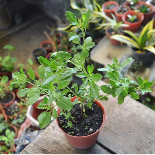 Jual Benih/ Biji Tanaman Basil Ruku-ruku (Thulasi/Tulsi Leaf) Organik ...