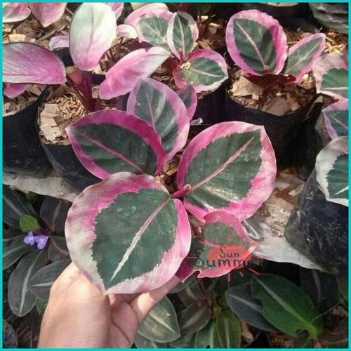 Jual TANAMAN HIAS HIDUP BUNGA CALATHEA CYNTHIA PINK - CALATHEA SINTIA ...