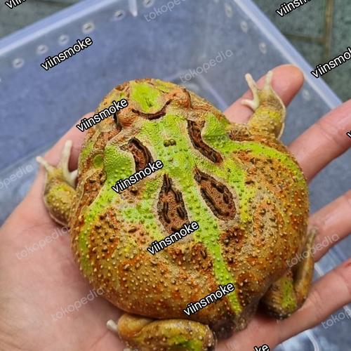 Jual kodok Pacman frog strawberry albino green brown kodok hias ...