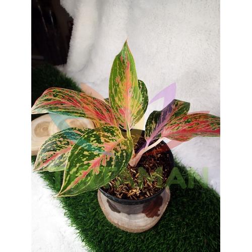 Jual Aglaonema Widuri Red Peacock Remaja - Kab. Malang - TIRTAMAN ...