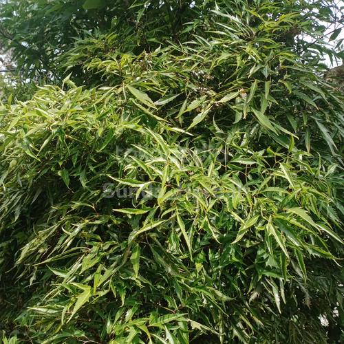 Jual daun mimba segar - daun ima - daun herbal alami 1kg - obat herbal ...