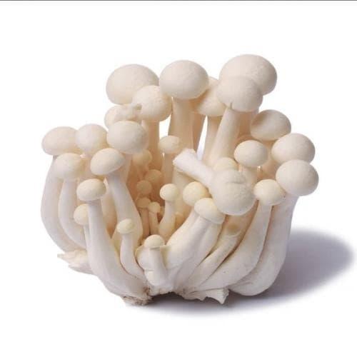 Jual Jamur Shimeji Putih Bunapi White Shimeji Mushroom 1 pack 150 gr ...