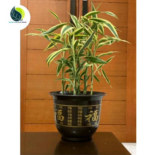 Promo Stek tanaman bambu hoki putih 30cm siap tanam - Jakarta Selatan ...