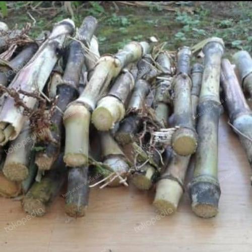 Jual Jual bibit Stek Terubuk turubuk stek siap tanam - tebu telur per ...