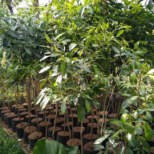 Jual Pohon tabebuya 1 meter - tanaman tabebuya - Merah Muda - Kab ...