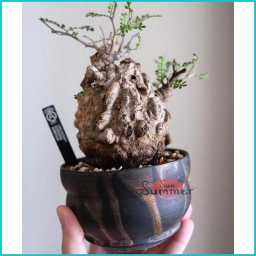Jual tanaman hias unik operculicarya pachypus caudex madagascar -+2cm ...