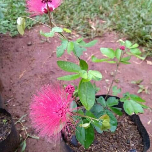 Jual Bibit pohon kaliandra merah - Kab. Bogor - RENDY STORE GLOBAL ...