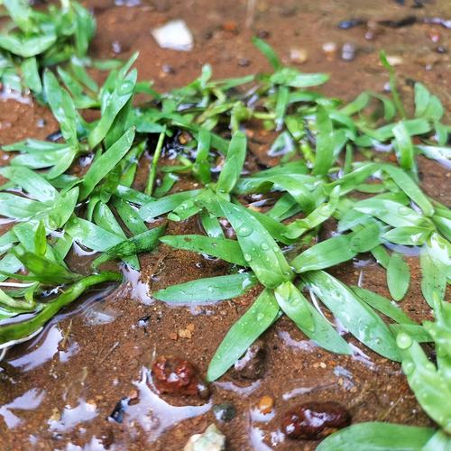 Jual Heteranthera Zosterifolia Stargrass 10 Batang Tanaman Aquascape ...