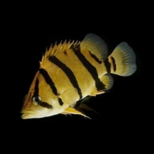 Jual Ikan Datz NTT Datnoid Tiger Fish Northern Thailand Tigerfish 3 Bar ...