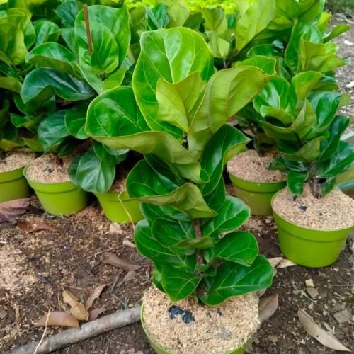 Jual pohon ketapang biola tinggi 1 meter - Jakarta Barat - parid flower ...