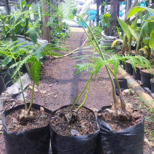 Jual tanaman hias pakis monyet tanaman pakis gunung tanaman tropis ...