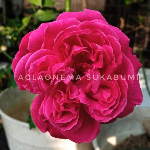 Jual mawar ownroot maggie ukuran dewasa *old rose ( pink fanta Wangi ...