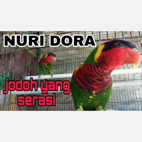Jual NUR1 DORA SEPASANG JANTAN&BETINA - Jakarta Selatan - Rumah Burung ...