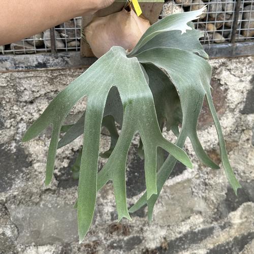 Jual Platy Platycerium Pegasus - Kota Tangerang Selatan - Tujuan Bumi | Tokopedia