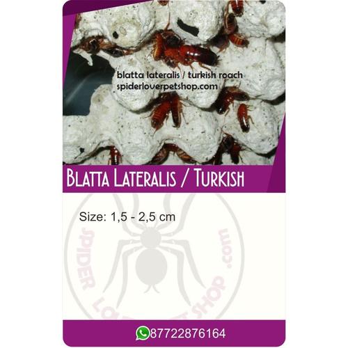 Jual BLATTA LATERALIS ROACHES /KECOAK /5 EKOR - Kota Bandung - spider ...