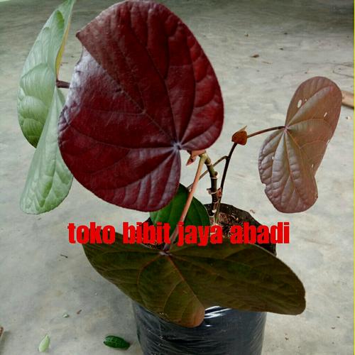 Jual TANAMAN HIAS POHON BUNGA WARU MERAH FANTA ALIAS JENIS ITALI - Kab ...