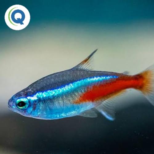 Jual ikan neon tetra 50e - Kota Depok - Quality Fish | Tokopedia