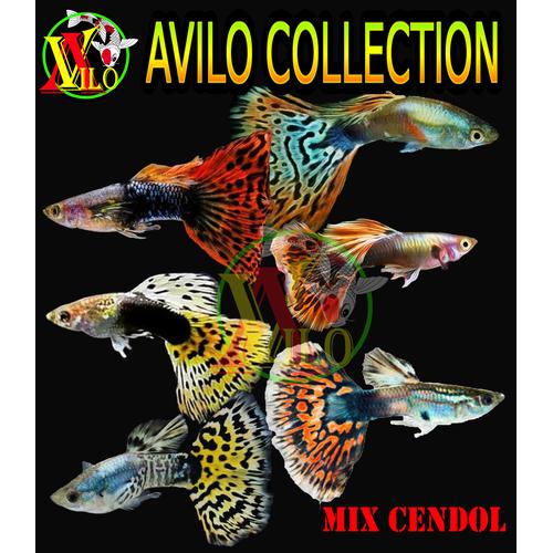 Jual ikan hias aquascape guppy fish jenis cendol mix rendom - Kota ...