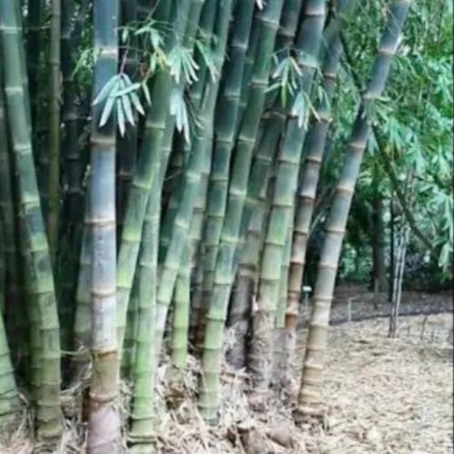 Jual Bibit Tanaman Bambu Petung/Betung - Bambu Raksasa / bambu rebung ...