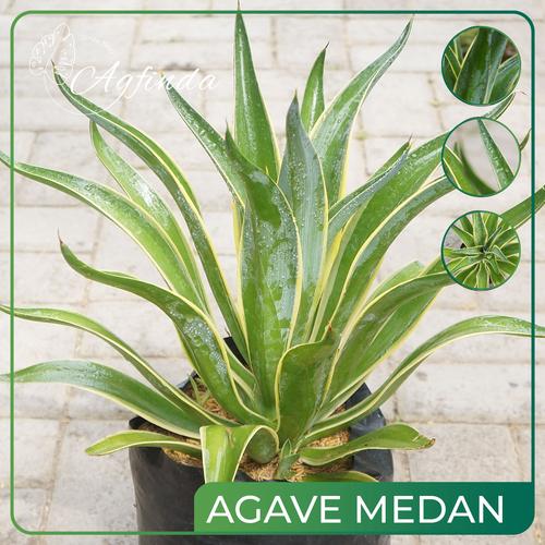Jual Agave Medan | Tanaman Hias Outdoor | Tanaman Hias Agave Varigata ...