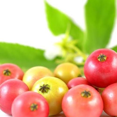 Jual Buah Ceri jawa/ Buah kersem segar-Sejuta manfaat - Kab ...
