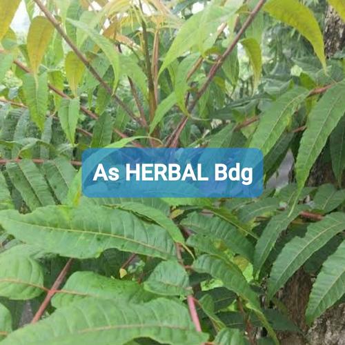 Jual Jual daun suren segar daun surian segar 500 gram - Kab. Bandung ...