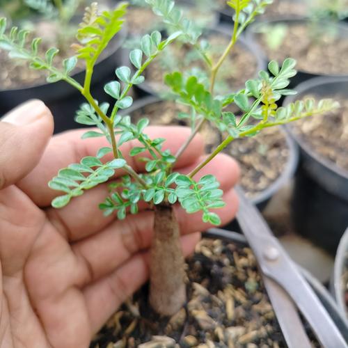 Jual tanaman hias Operculicarya Pachypus spesies of Madagascar ...