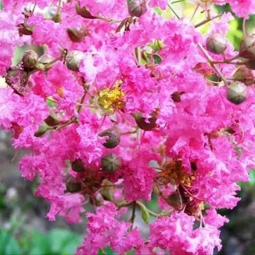 Jual Bunga bungur - Kota Cimahi - CV. TANAMBERKAHJAYA | Tokopedia