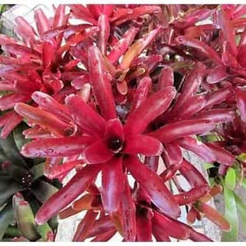 Jual Tanaman Hias Bromelia merah - Bromeliad Fireball - Kab. Bogor ...