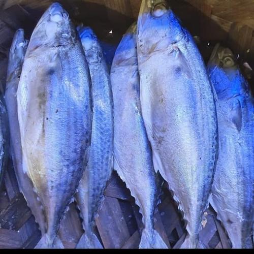 Jual Ikan Kembung Rebus/Gembung Rebus Khas Medan 1kg/GOSEND & GRAB ...
