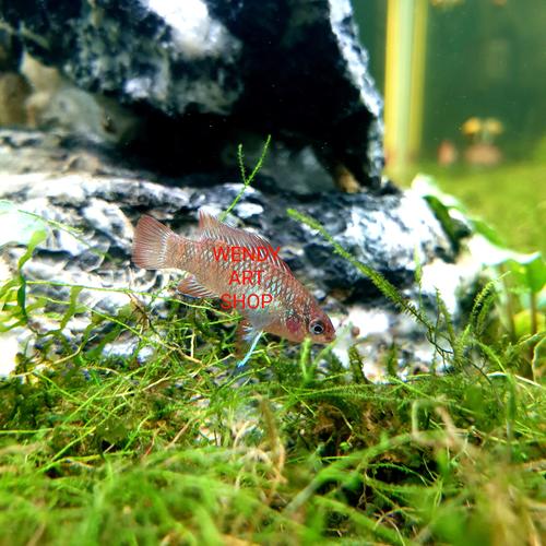 Jual Ikan Scarlet Badis - Rare Nano Fish - Jakarta Barat - Wendy Art ...