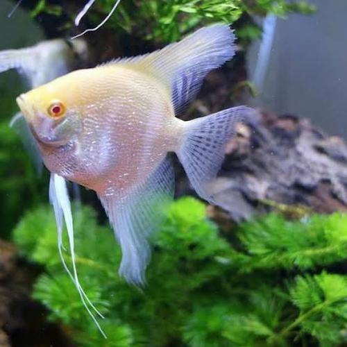 Jual ikan hias manfish platinun red eye besar - Kota Depok - Family ...