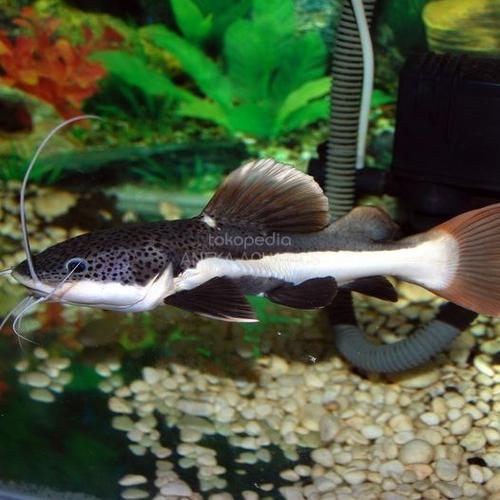 Jual IKAN RED TAIL CATFISH || IKAN LELE RTC TANK MATE PREDATOR AIR ...