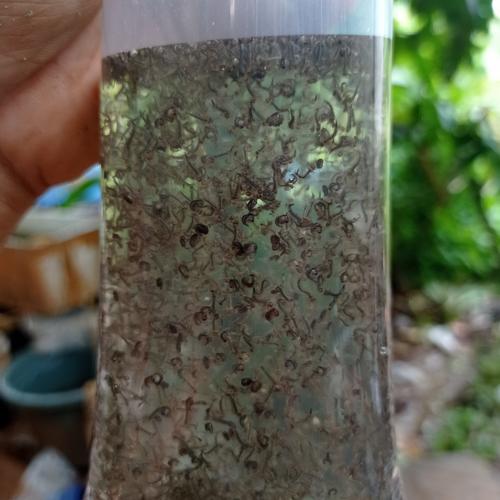 Jual Makanan ikan hias - jentik nyamuk pakan ikan encu pakan ikan ...