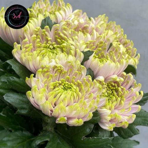 Jual Bunga Krisan Premium (Bunga Segar Jakarta) - Ross Orange - Jakarta ...